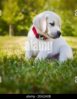 a little yellow labrador puppy sitting on blue background Stock Photo ...