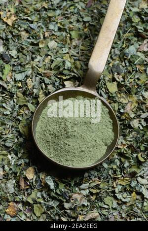Dried moringa leaf powder. Powdered form of sun dried stemless ...