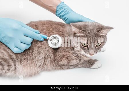 Veterinarian Checking Heart Health For Cat, Listening With Stethoscope ...