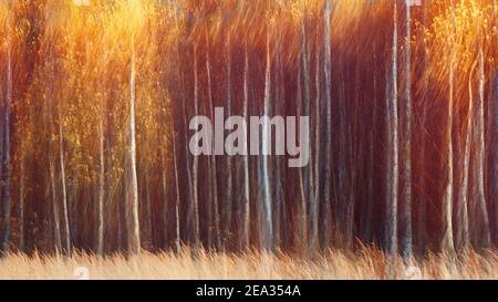 Autumnal textural forest scenic abstract background with motion blur ...