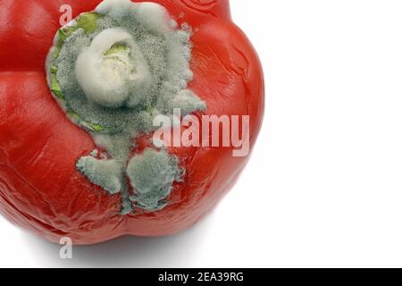 Close up of mouldy, rotten bell pepper, with fuzzy fungus growing n ...