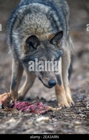 Close up wolf eat chicken in forest background. Animal in the nature ...