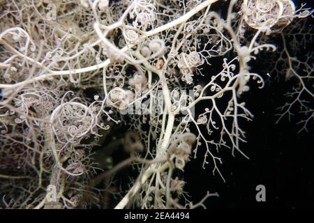 Gorgonenhaupt - Astroboa granulatus, Nord-molukken, Halmahera ...