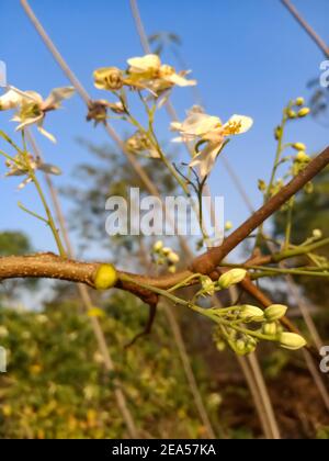 Vertical shot of a blossomed tree branch with green leaves in the ...