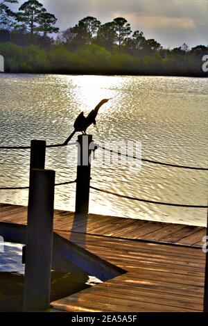Cormorants at Sunset, Cocoa, FL Stock Photo - Alamy