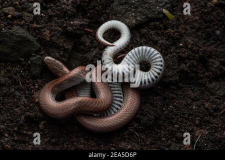 Sharp-tailed Snake, Contia tenuis, North Pender Island, BC, Canada ...