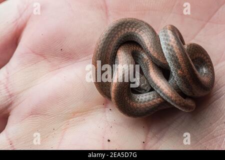 Sharp-tailed Snake, Contia tenuis, North Pender Island, BC, Canada ...