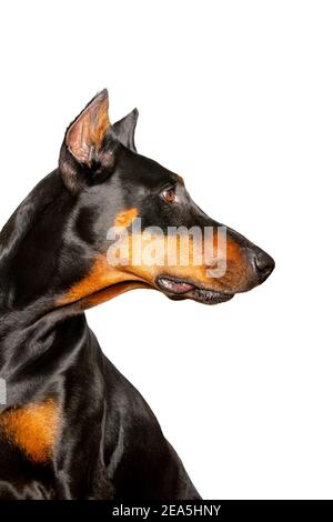 Doberman Pinscher Portrait Stock Photo - Alamy