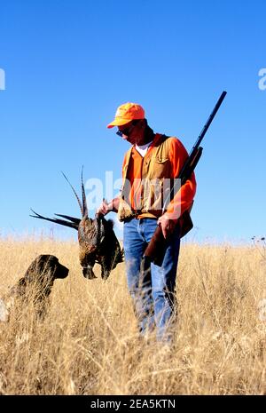 A hunting dog with a Rooster Pheasant Stock Photo - Alamy
