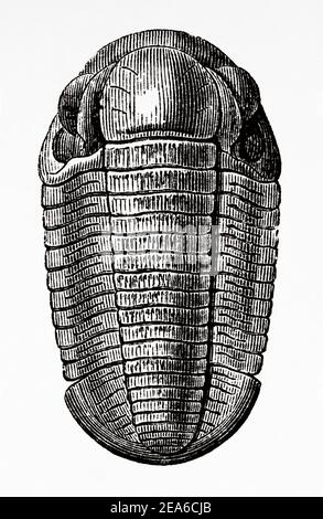Old Nineteenth century illustration. Trilobite Fossil paradoxidos. Old ...