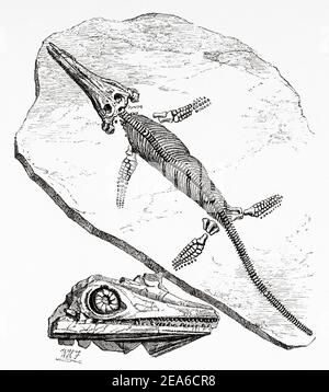 vintage paleontology illustration of prehistoric animal specimens ...