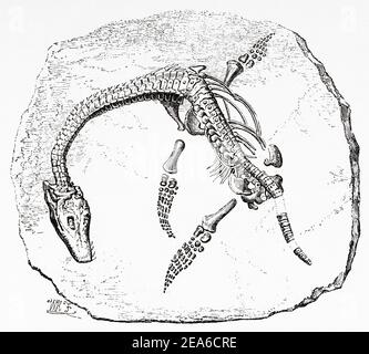Illustration of the structure of a long bone. Illustration from ...