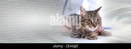 Veterinarian examining a cat with his stethoscope; panoramic banner ...