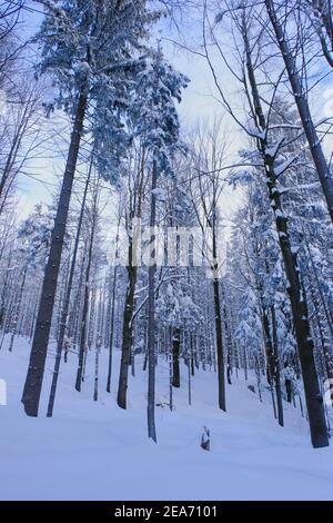 Snowfall in Poland. Forest covered with snow Stock Photo - Alamy