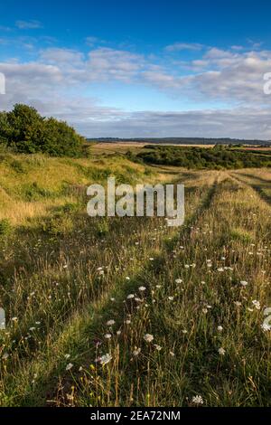 Chalk downland at Martin Down National Nature Reserve, Hampshire ...