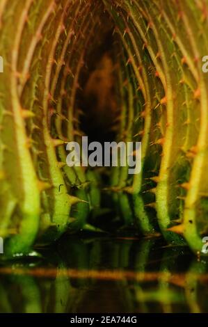 Floating water-lily leaf captured from underneath underwater Stock ...
