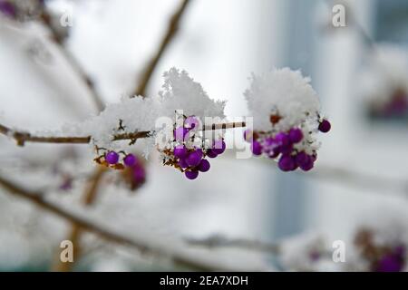 Season, snow covered love pearl bush berries Stock Photo - Alamy
