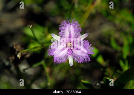 Australia, endemic Twining Fringed Lily Stock Photo - Alamy