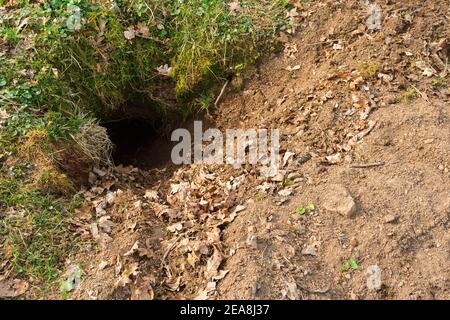 Badger sett / hole dug in the ground of a UK farmland field Stock Photo ...
