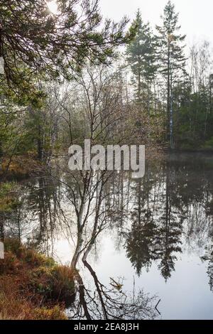 Birch trees reflecting on surface of lake in Teverener Heide Stock ...