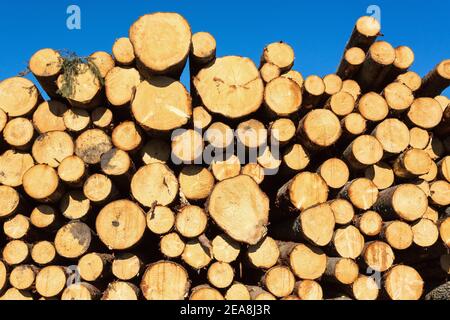 Felled spruce trees, forest industry, Olsberg-Assinghausen, Sauerland ...