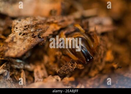 Purseweb spider (Calommata signata Stock Photo - Alamy