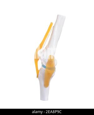 Anatomical model of knee joint on white background. Doctor ...