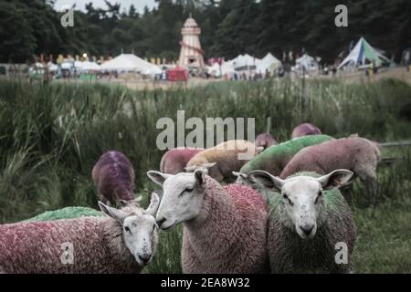 The multi-coloured sheep at Latitude 2013 Stock Photo - Alamy
