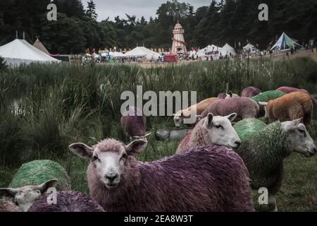The multi-coloured sheep at Latitude 2013 Stock Photo - Alamy