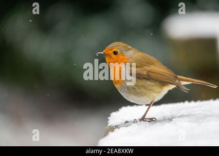 European Robin in the snow. Hampstead Heath, London, England, UK Stock ...