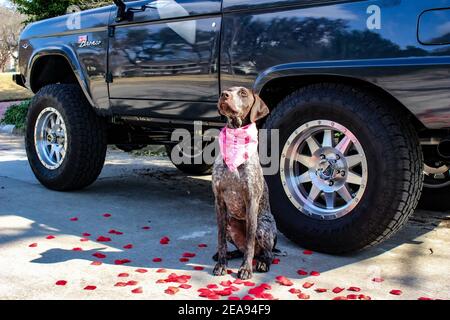 GSP and 1970 Ford Bronco Stock Photo - Alamy