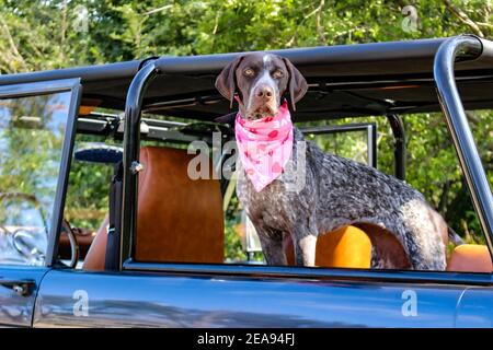 GSP and 1970 Ford Bronco Stock Photo - Alamy