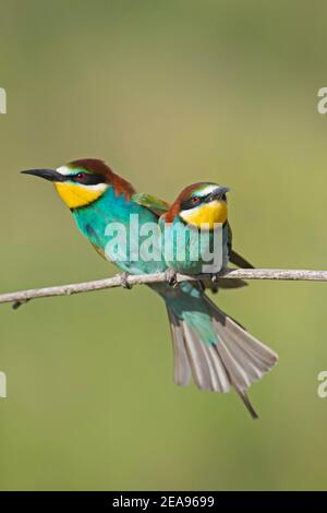 Pair of displaying Bee-eaters; Merops apiaster Stock Photo - Alamy