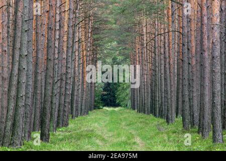 Firebreak / fire lane, barrier to slow or stop the progress of a ...