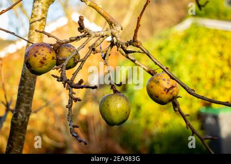 Old decaying russet apples on a tree in the winter sun Stock Photo - Alamy