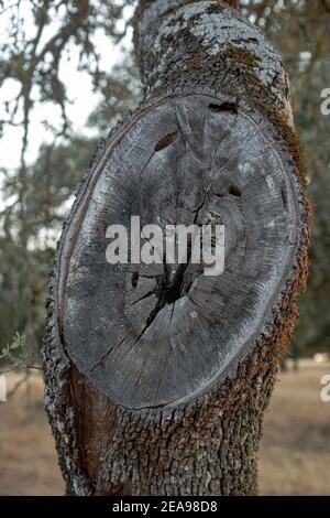 A tree trunk with a deep cleft Stock Photo - Alamy