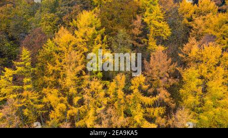 Autumn forest near Freudenburg from above, Saargau, Rhineland ...
