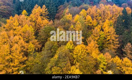 Autumn forest near Freudenburg from above, Saargau, Rhineland ...