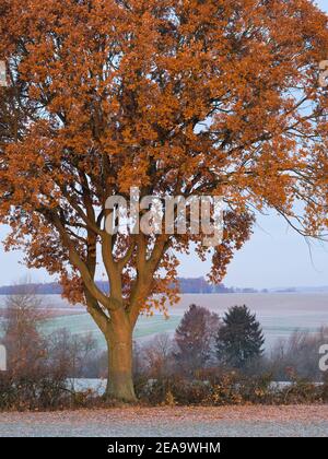 Europe, Germany, Hesse, Schwalm Land, Wasenberg, old English oak in ...