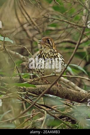 Spotted Ground-thrush (Zoothera guttata guttata) adult perched on ...