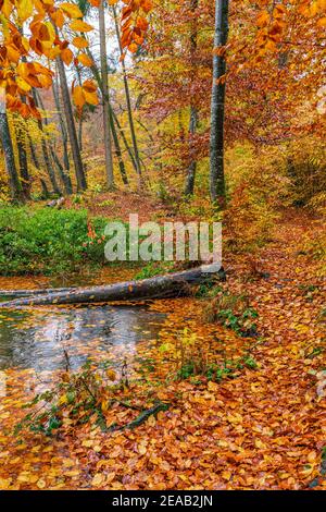 Autumn in the Würmtal between Gauting and Starnberg, Bavaria, Germany ...