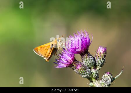 Rust-colored thick-headed butterfly, Ochlodes sylvanus, butterfly ...