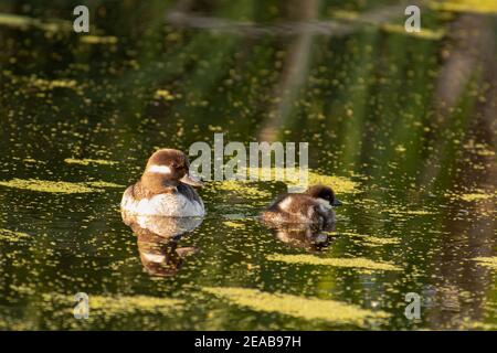 Bufflehead (Bucephala albeola) in Canada Stock Photo - Alamy