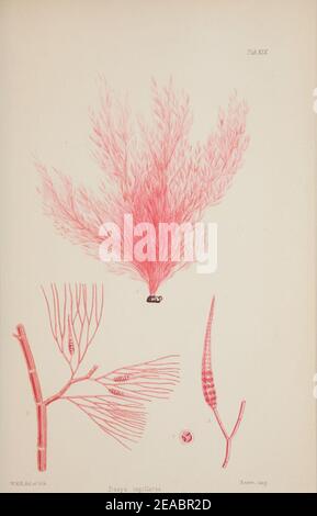 Nereis australis, Algae of the southern ocean, London, Reeve Brothers ...