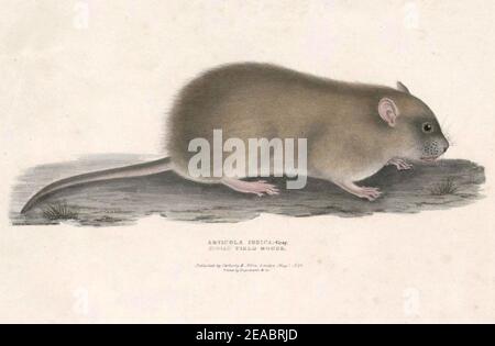 Nesokia indica Hardwicke Stock Photo - Alamy