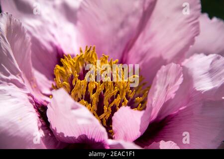 Tree peony in Seleger moor, Switzerland Stock Photo - Alamy