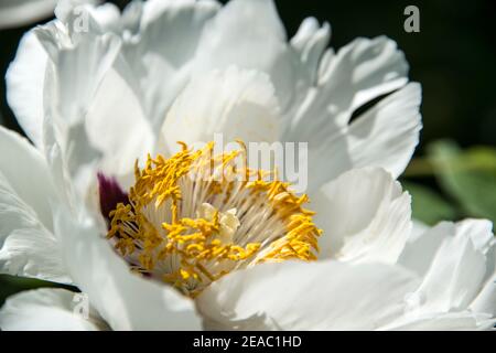 Tree peony in Seleger moor, Switzerland Stock Photo - Alamy