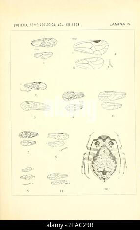 Neurópteros de España y Portugal Stock Photo - Alamy