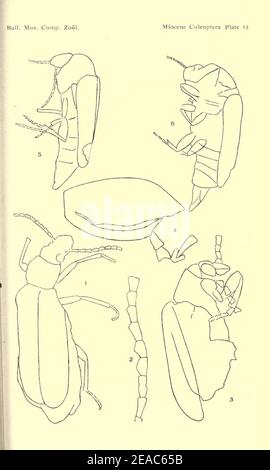 New Miocene Coleoptera from Florissant BHL21981983 Stock Photo - Alamy