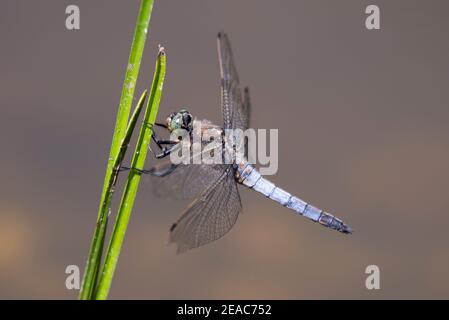 Dragonfly on a blade of grass by marsh close up Lake Pleasant Bothell ...